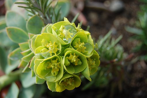 31 May 2022: Timothy Walker | Orleton and District Gardening Club